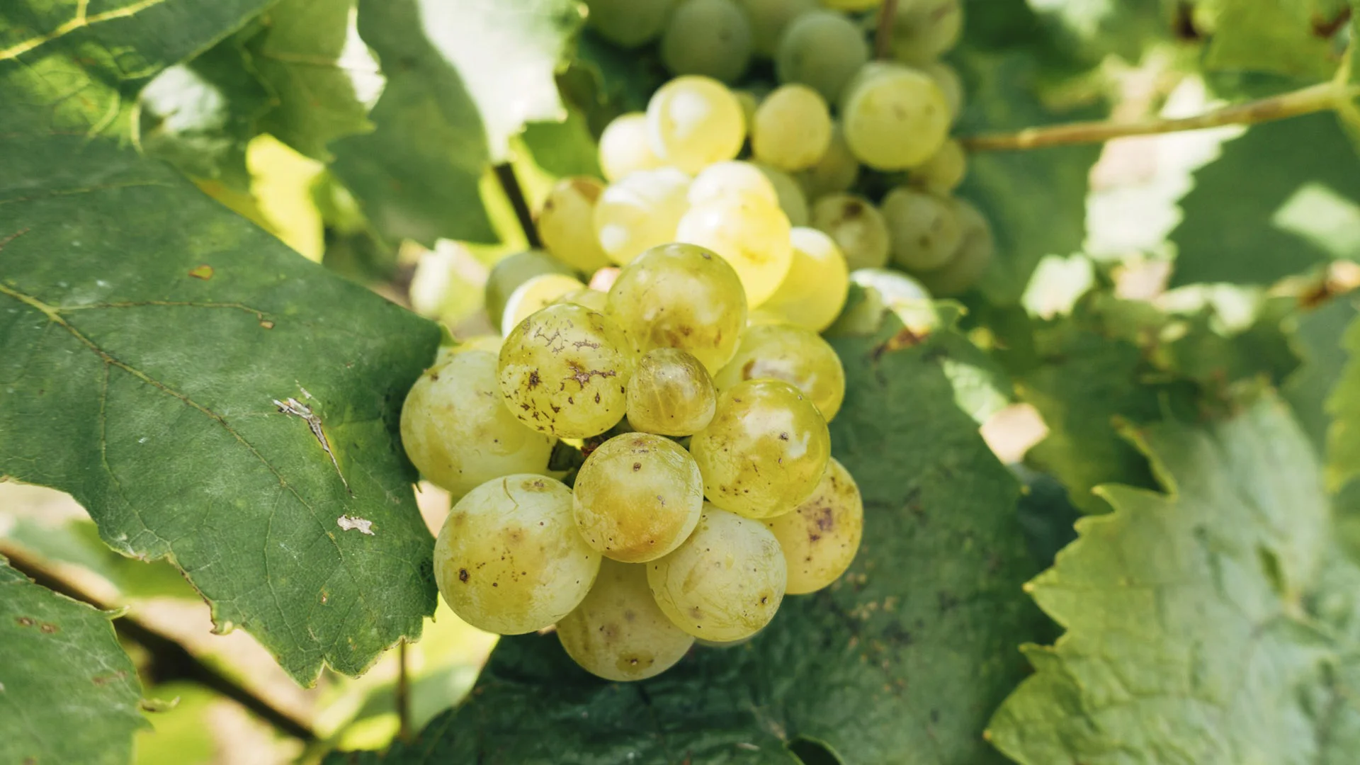 Discover Clairette: Everything You Need to Know About this Grape Varietal